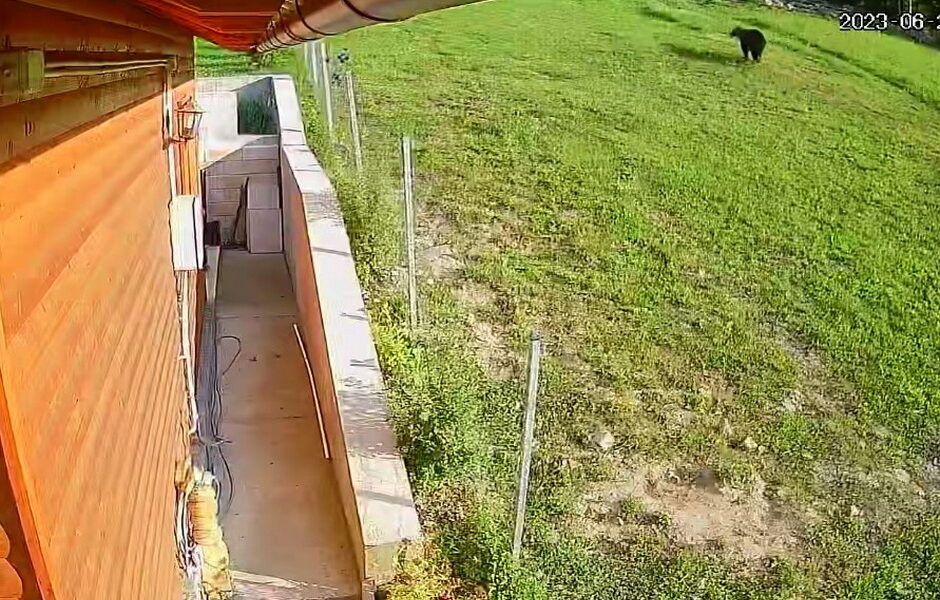 FOTO: Fiți cu băgare de seamă! Urs, în apropierea unei cabane din ...